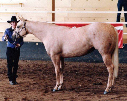 Authentic Quarter Horses